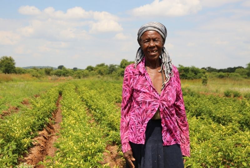 Our Story – Supplier of premium aged chilli mash and purée
